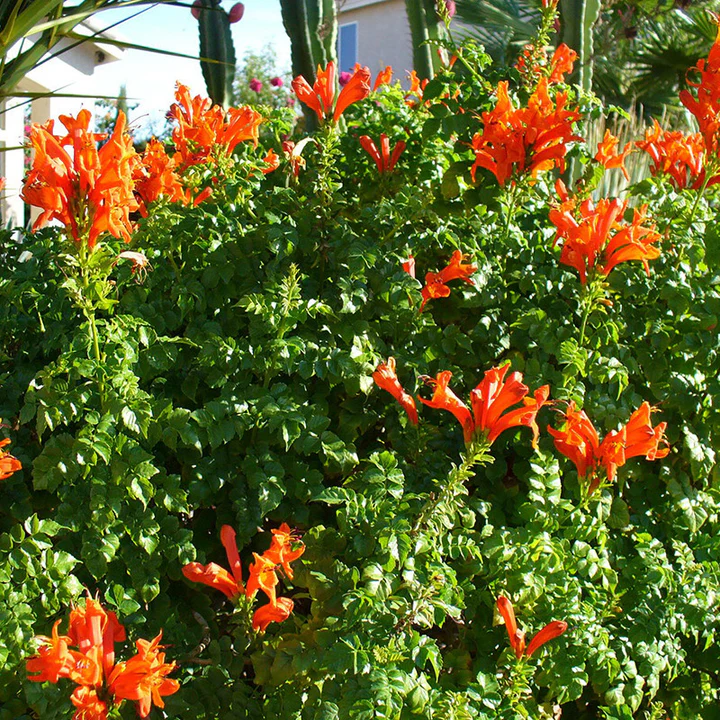 Tecoma Capensis/Orange Trumpet - Flowering Shrubs - VSR NURSERY